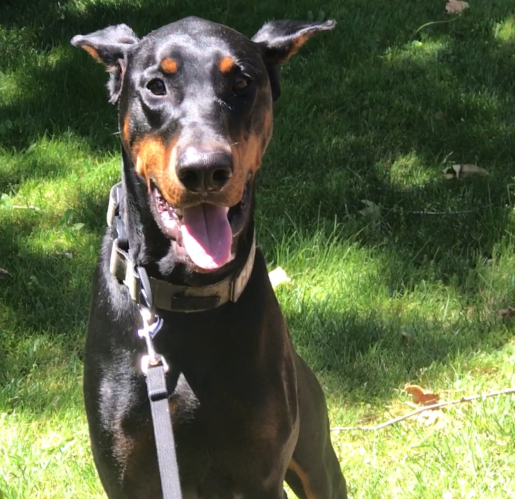 “Crash” The Anxious Doberman | L.A. School for Dogs